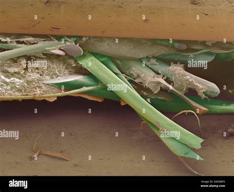 Used Razor Coloured Scanning Electron Micrograph Sem Of Cut Hairs And Shaving Foam Between