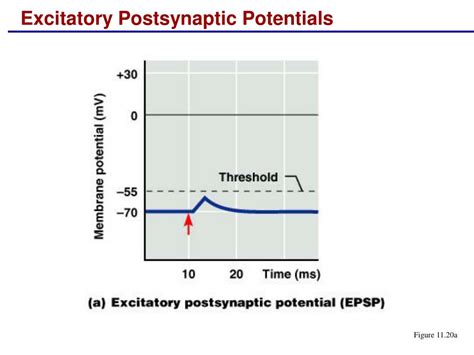 Ppt Synapses Powerpoint Presentation Free Download Id2972942