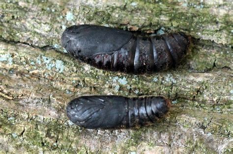 Photo 28278 Dendrolimus Pini