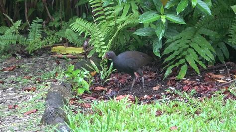 Ml201769291 Melanesian Megapode Macaulay Library