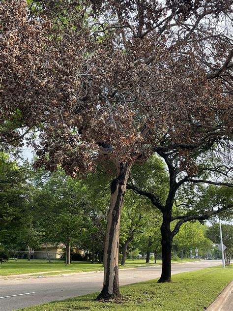 Hypoxylon Canker Tree Care Trimming Removal Service Dallas Texas Tree Surgeons