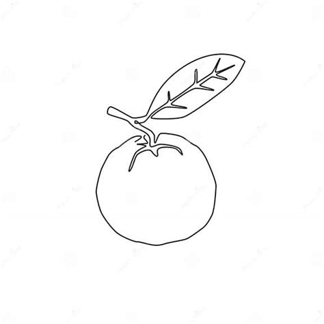 One Continuous Line Drawing Whole Healthy Organic Java Guava For