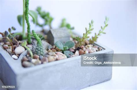 콘크리트 화분에 다육 식물의 미니 정원 집의 모양에 시멘트의 냄비에 흰색 배경에 실내 식물 귀여운 가정 장식 취미 디자인 배너 쇼핑 헤더 소셜 미디어 0명에 대한 스톡 사진