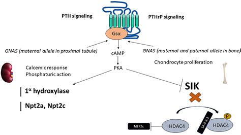 Pseudohypoparathyroidism Pathophysiology