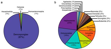 Class Calcarea Diagram