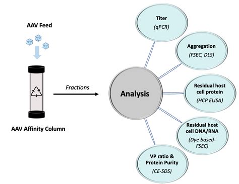 Aav Gene Therapy Downstream Bioprocessing The Cramer Research Lab