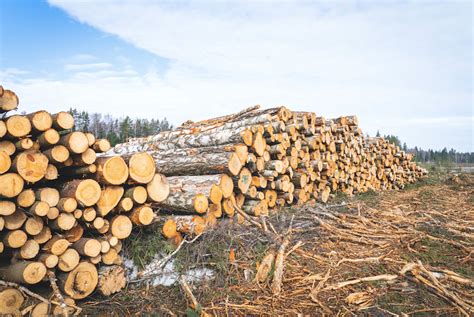 The Best Pycnogenol Supplements 2022 As Loved By Renee Zellweger