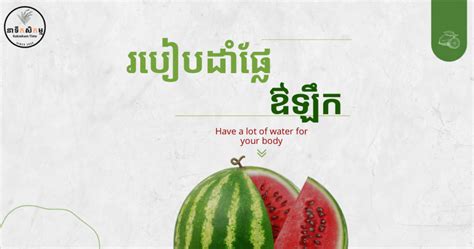 ផ្លែឪឡឹកដាំលឿន ប្រមូលផលលឿន តោះ មកចេះពីវិធីដាំឪឡឹកទាំងអស់គ្នា
