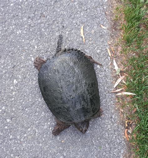 little snapping turtle on the pathway this morning guided off the