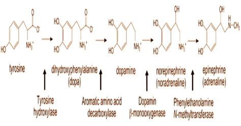 chromaffin cell structure functions assignment point