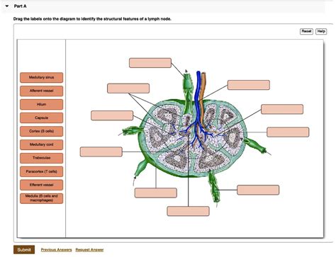 human artificial lymph node at james marts blog