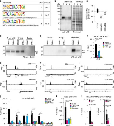Myc Occupies The Promoters Of Lysosomal Genes And That Of Tfeb And Download Scientific Diagram