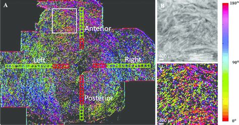 A Pixel Wise Directionality Map On An En Face Image Parallel From And