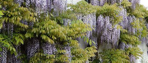 Buy Trees Online Tree Shop Specialising In… Chew Valley Trees