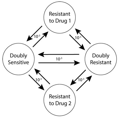 Mutation Schematic A Given Cell Type Can Mutate To Any Other Cell Type Download Scientific