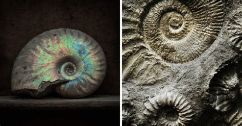 What Are Ammonite Fossils A Brief Overview Of The Intriguing World Of Ammonite Fossils Rock