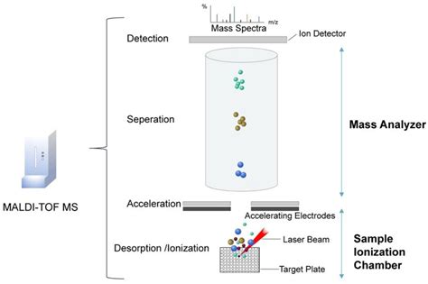 Maldi Tof Mass Spectrometry Applications In Clinical Microbiology At