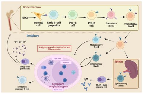 Schematic Representation Of B Cell Development And Maturation Stages B Download Scientific