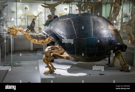 Giant Tortoise Skeleton New Species Of Galapagos Giant Tortoise