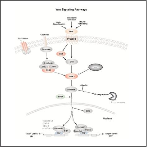 The Schematic Diagram Of Wntβ β β β Catenin Signaling Pathway In The Download Scientific