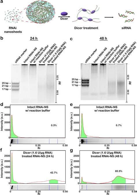 Synthesis Of Sirna From Sirna Ns A Schematic Illustration Of Sirna Download Scientific