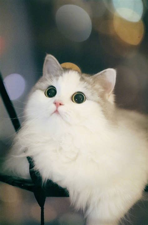 布偶猫 堆糖，美图壁纸兴趣社区