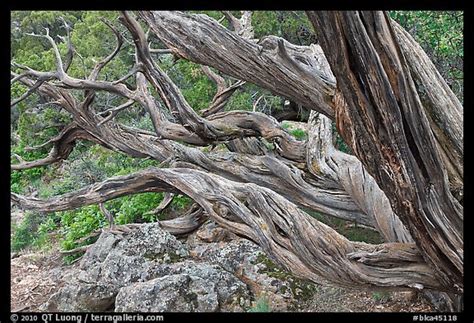 Twisted Tree Trunk
