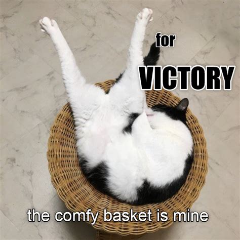 V For Victory Lolcats Lol Cat Memes Funny Cats Funny Cat