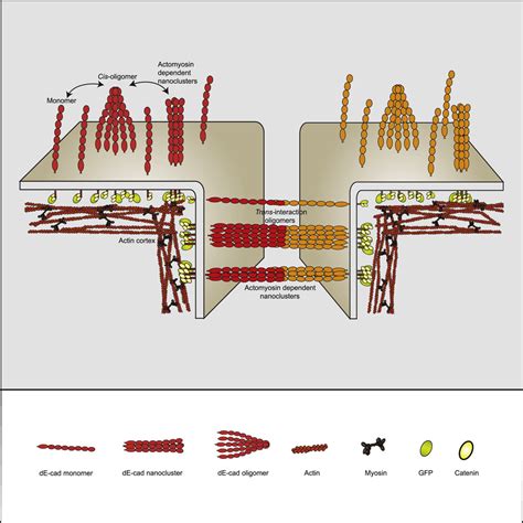 Distinct Actin Dependent Nanoscale Assemblies Underlie The Dynamic And
