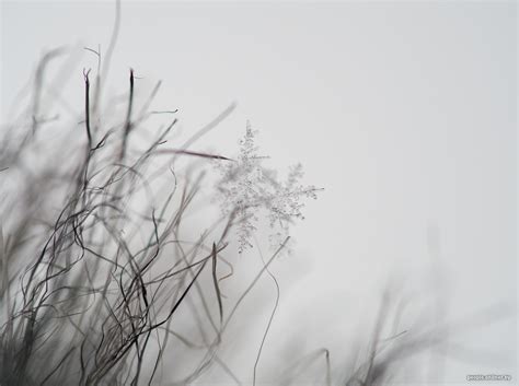 Снежинки крупно