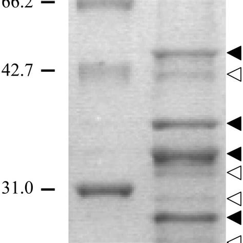 Sds Page Analysis Of Phage Structural Proteins Phages Particles From Download Scientific