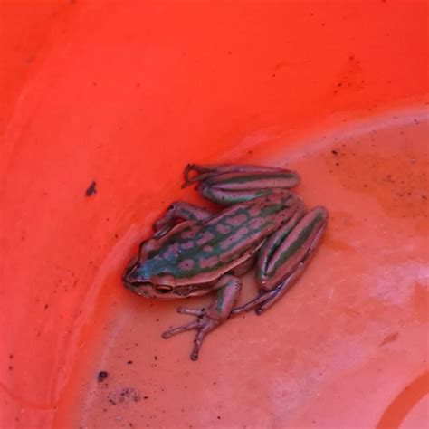Frog Species Identification Please Found This Guy In Our Backyard In Suburban Central Auckland