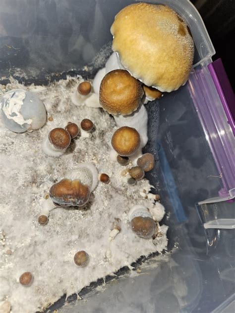 Mutation Mold Or Both R Contamfam