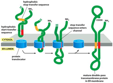 Lecture 17 In Depth Analysis Of Protein Sorting And Folding In Biology Flashcards Quizlet