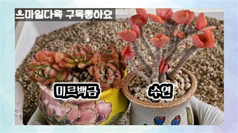 오늘의주인공은 미르백금 수연입니다 가로군생은 화분선택하기 어려운데요 자구를 더 달아주길 기대해복니다 Youtube