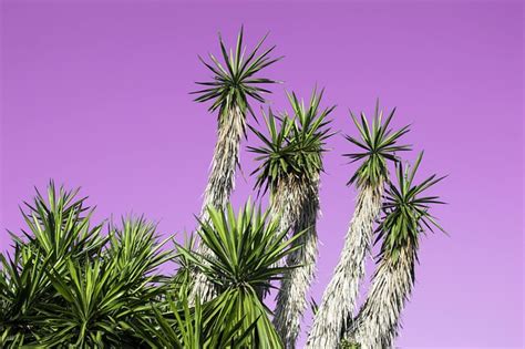 Palm Trees Tropical Exotic Free Photo On Pixabay Pixabay