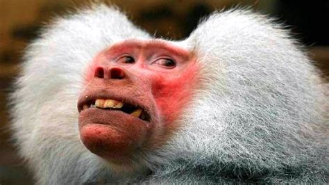 Funny Pictures Of Ugly Monkeys
