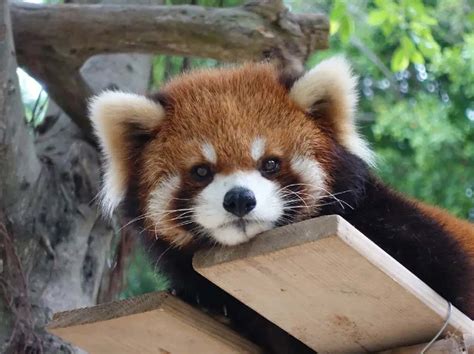 Openvino™ Blog Enable Openvino™ Optimization For Wenet