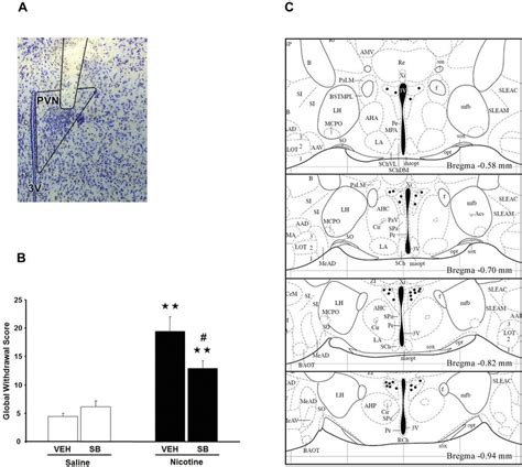 Hypocretin Receptor 1 Activation In The Hypothalamic Paraventricular Download Scientific