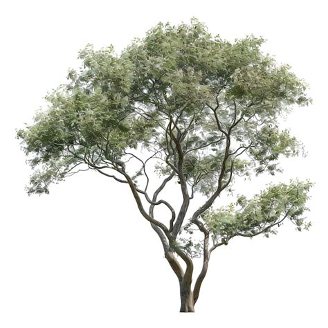 Premium Psd Cutout Tree Melicoccus Bijugatus Plant Psd
