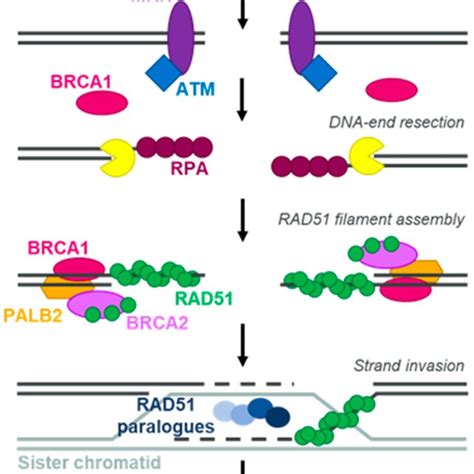 Homologous Recombination Repair Simplified Schematic Of Homologous Download Scientific Diagram