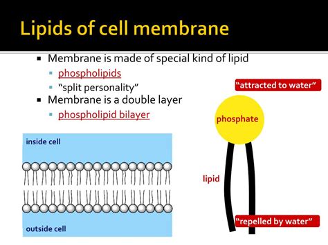 Ppt Cell Membrane Function Movement Across The Cell Membrane