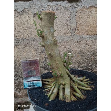 Jual Real Picture Bahan Bonsai Anting Putri Batang Putih Chokan