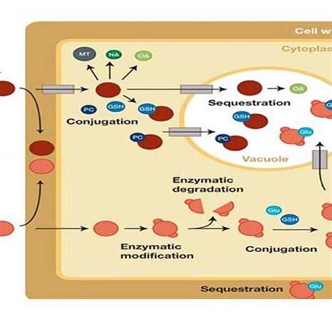 Hyperaccumulator Plants Which Shows Accumulation Of Different Heavy Metals Download Scientific
