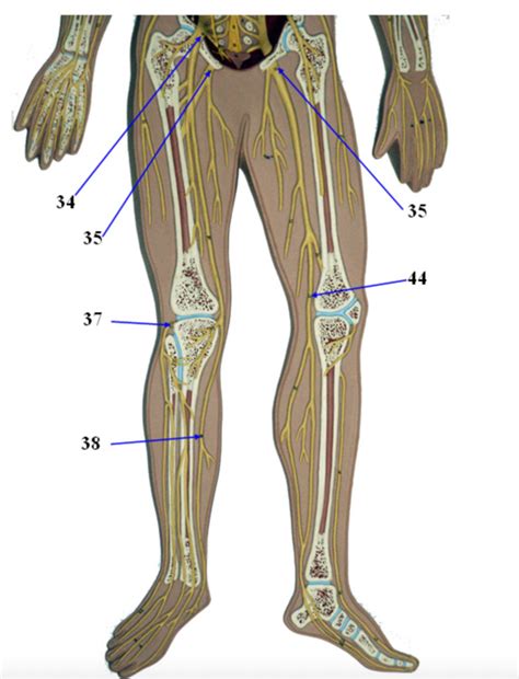 Real Model Nervous System Model 3 Diagram Quizlet