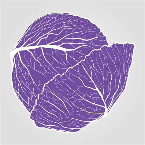Hand Drawn Vector Illustration Sea Cabbage Leaf With Leaf Vector Blossom Plant With Leaves