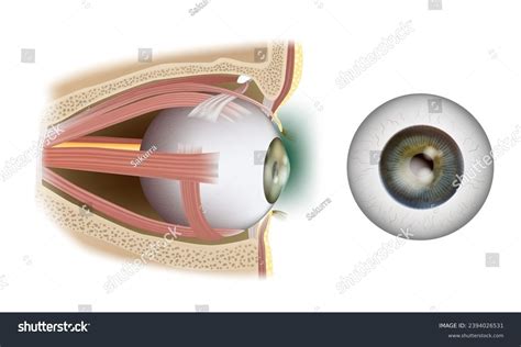 Extraocular Muscle Diagram Ophthalmology 5th Year 5th Lecture Dr