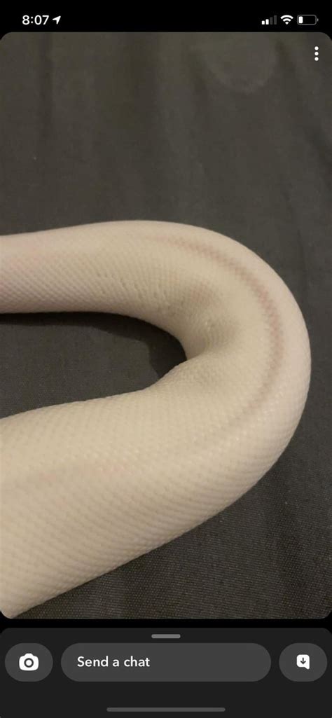 Worried About Small Marks And “loose” Skin On My Ball Python 450g