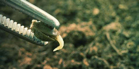 Can You Tell The Sex Of Cannabis Seeds Zamnesia