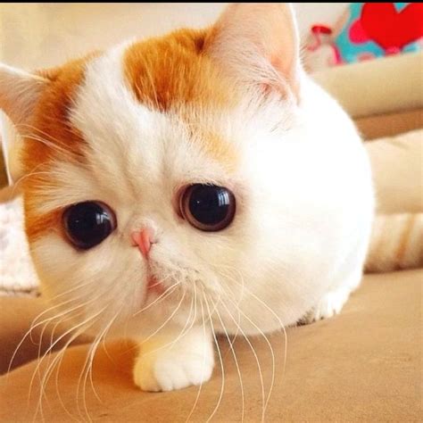 Discover 57 Snoopy Babe And Exotic Shorthair Cat Ideas Cutest Cats